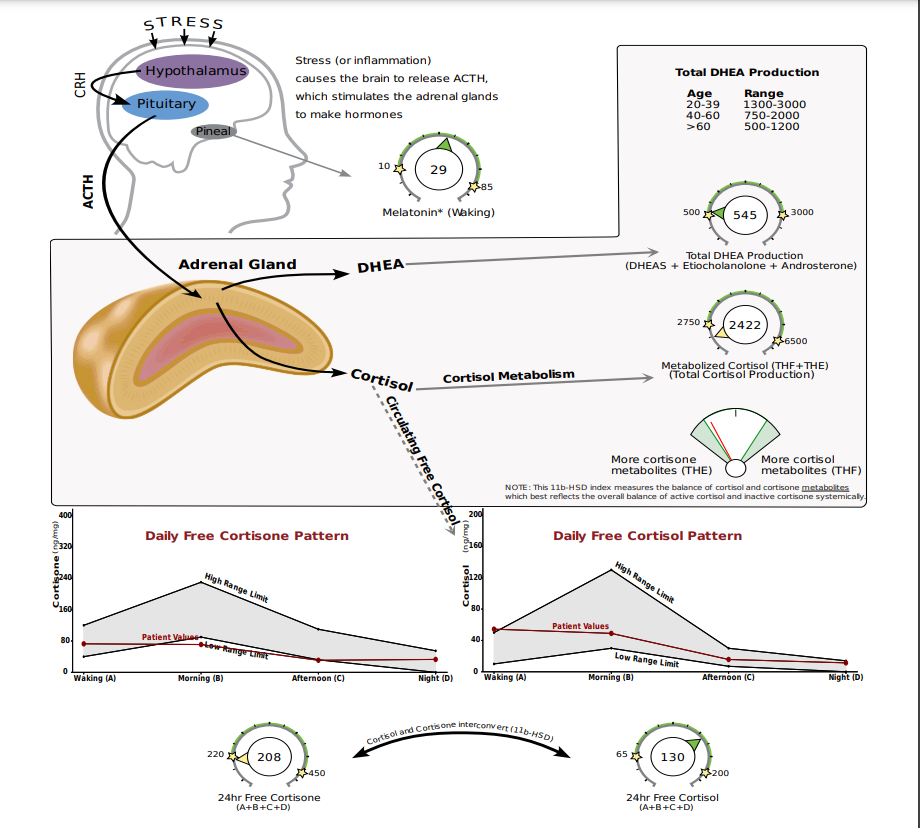 Adrenal Physiology 101 - by Dr. Alex D. Grubish