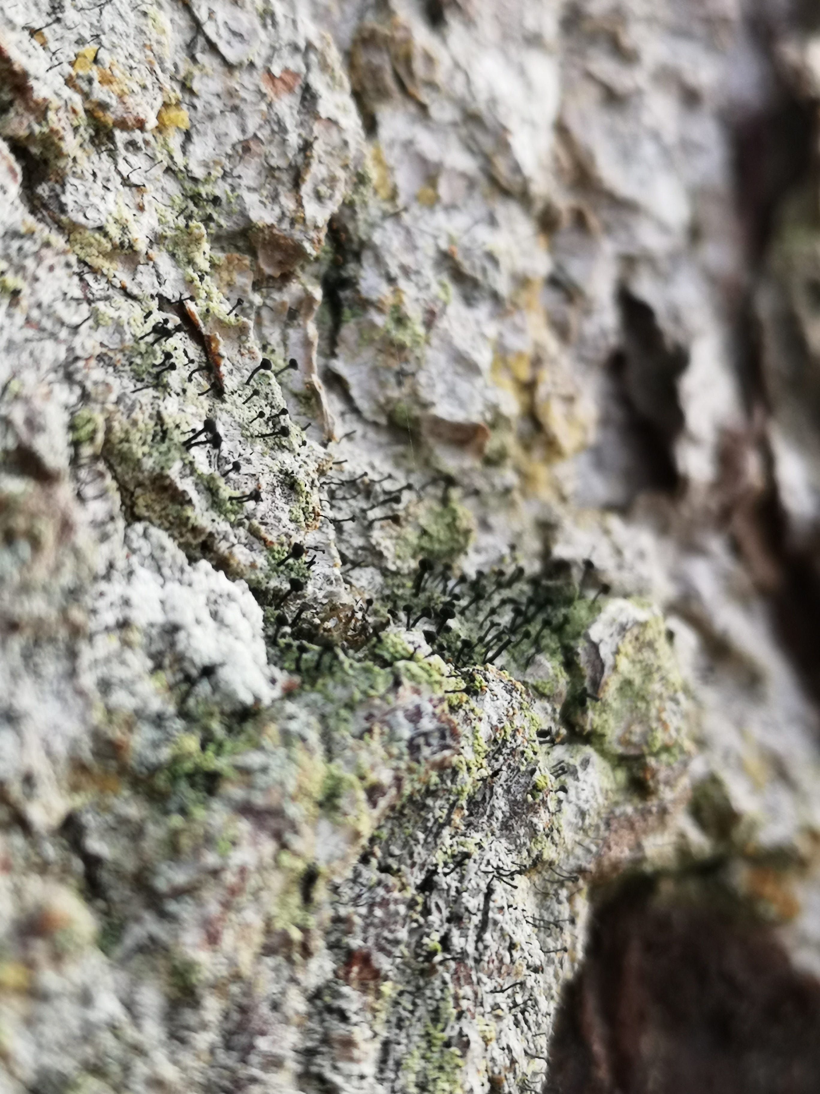 Lichen Unveiled - by High Life Highland Ranger