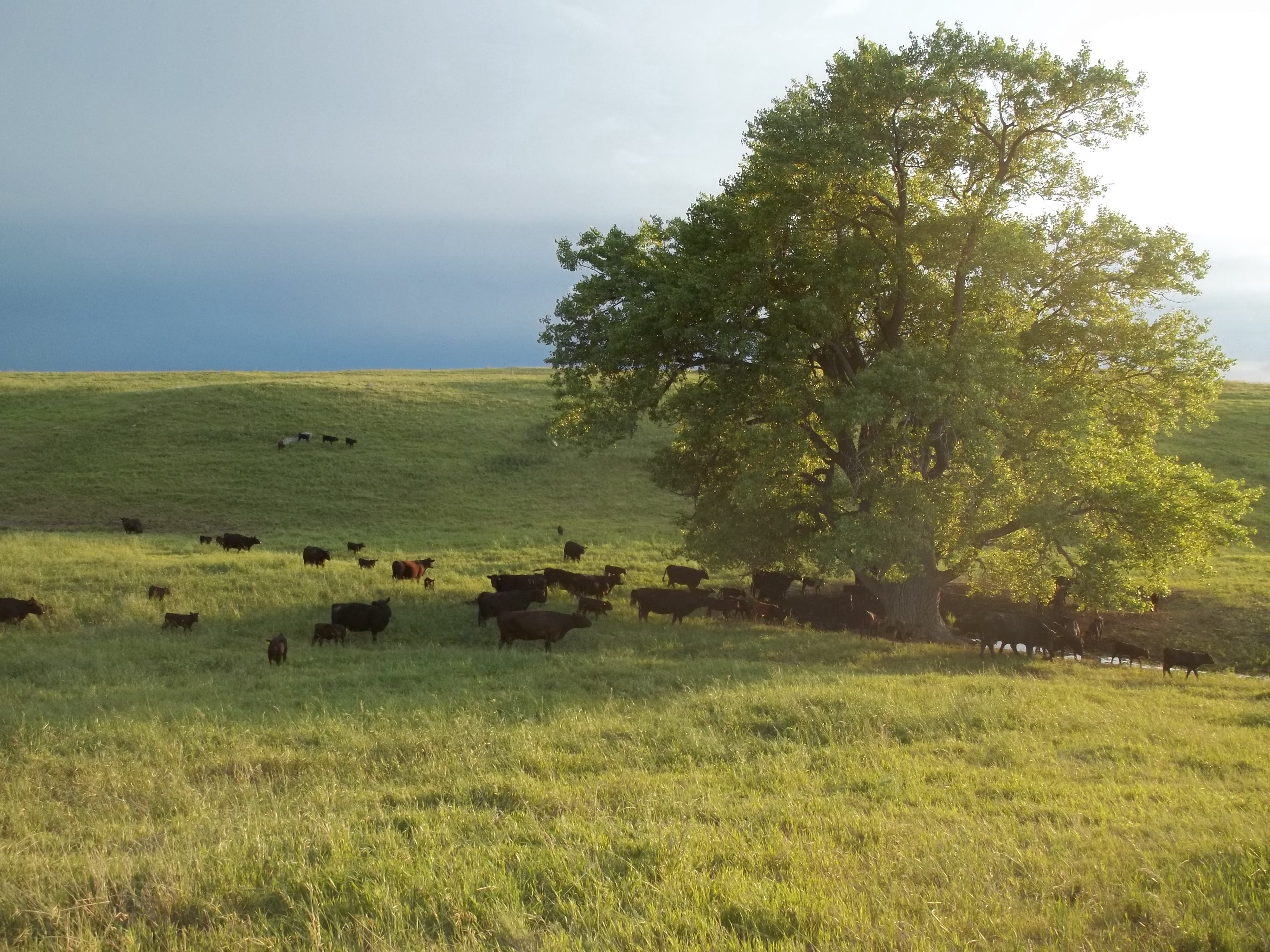 Agriculture leaders wary of European-style regulations