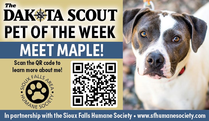 Maple: The Dakota Scout Pet of the Week
