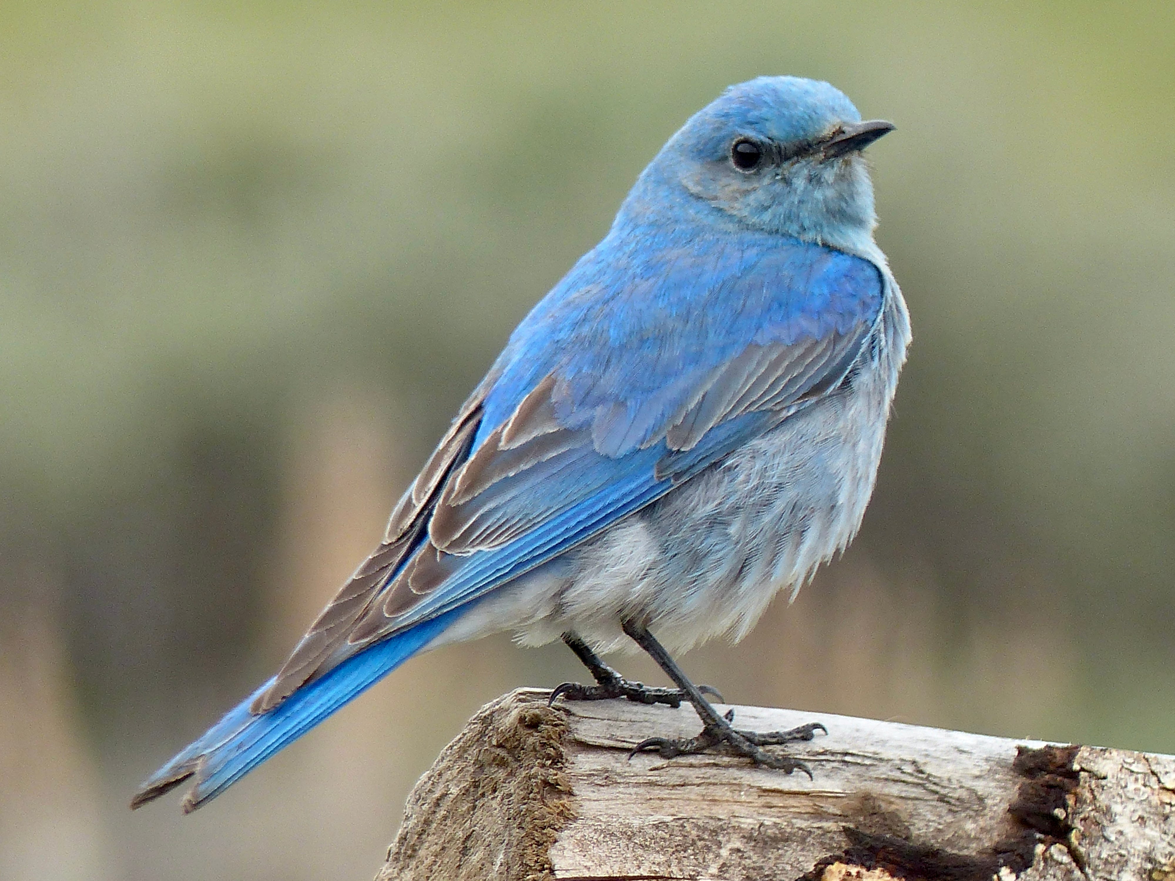 13. Sanctuary - by Rick Lamplugh