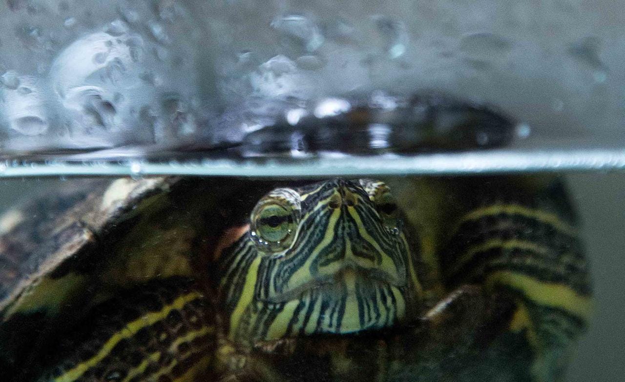 Meet the Turtles That Hibernate in Mini-Fridges and Cruise in Barbie ...