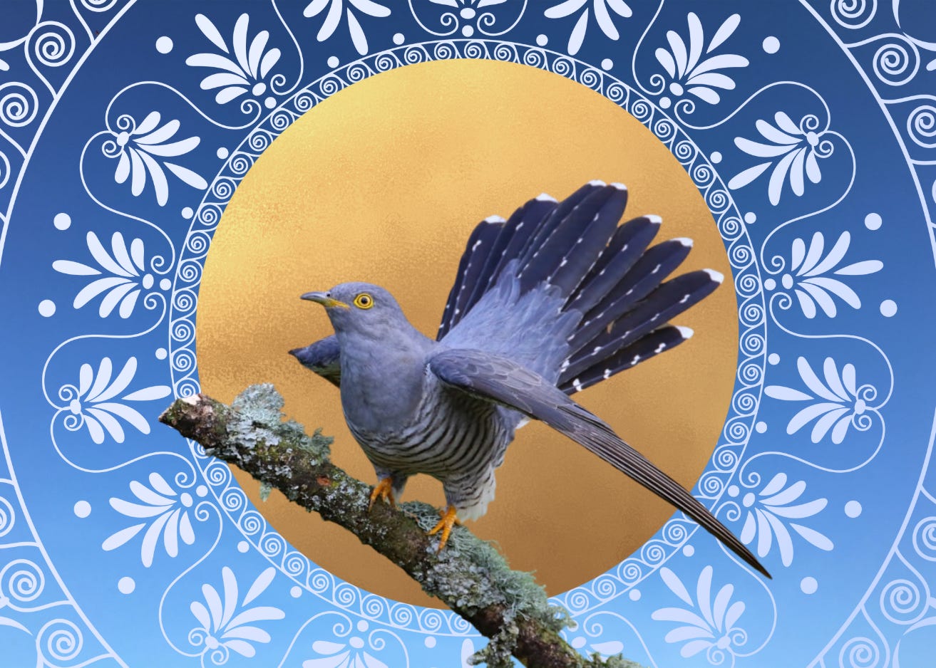 Common Cuckoo - by Wietske Merison - Gift from the Heavens