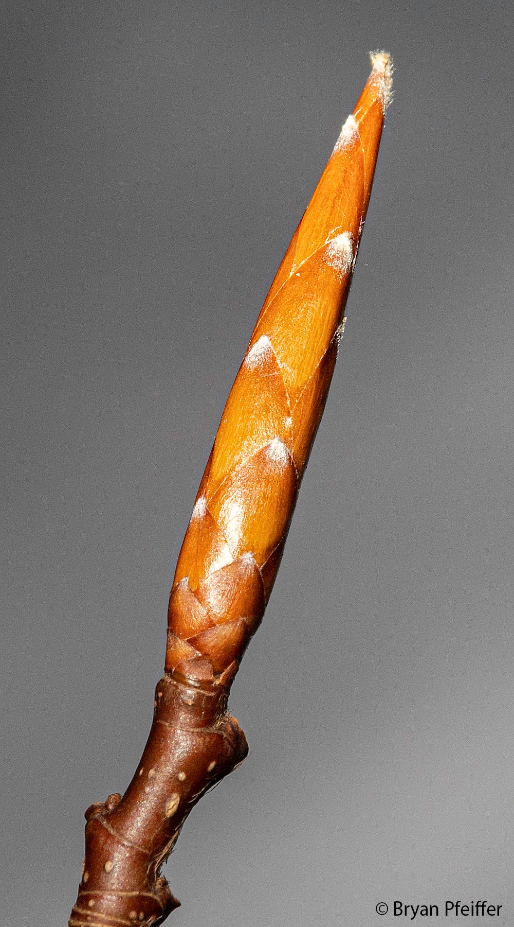 The Eroticism and Mythology of the Naked Bud