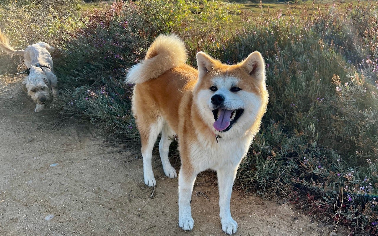 42 - by Bart Nijman - Nijmans Nieuwsbriefje