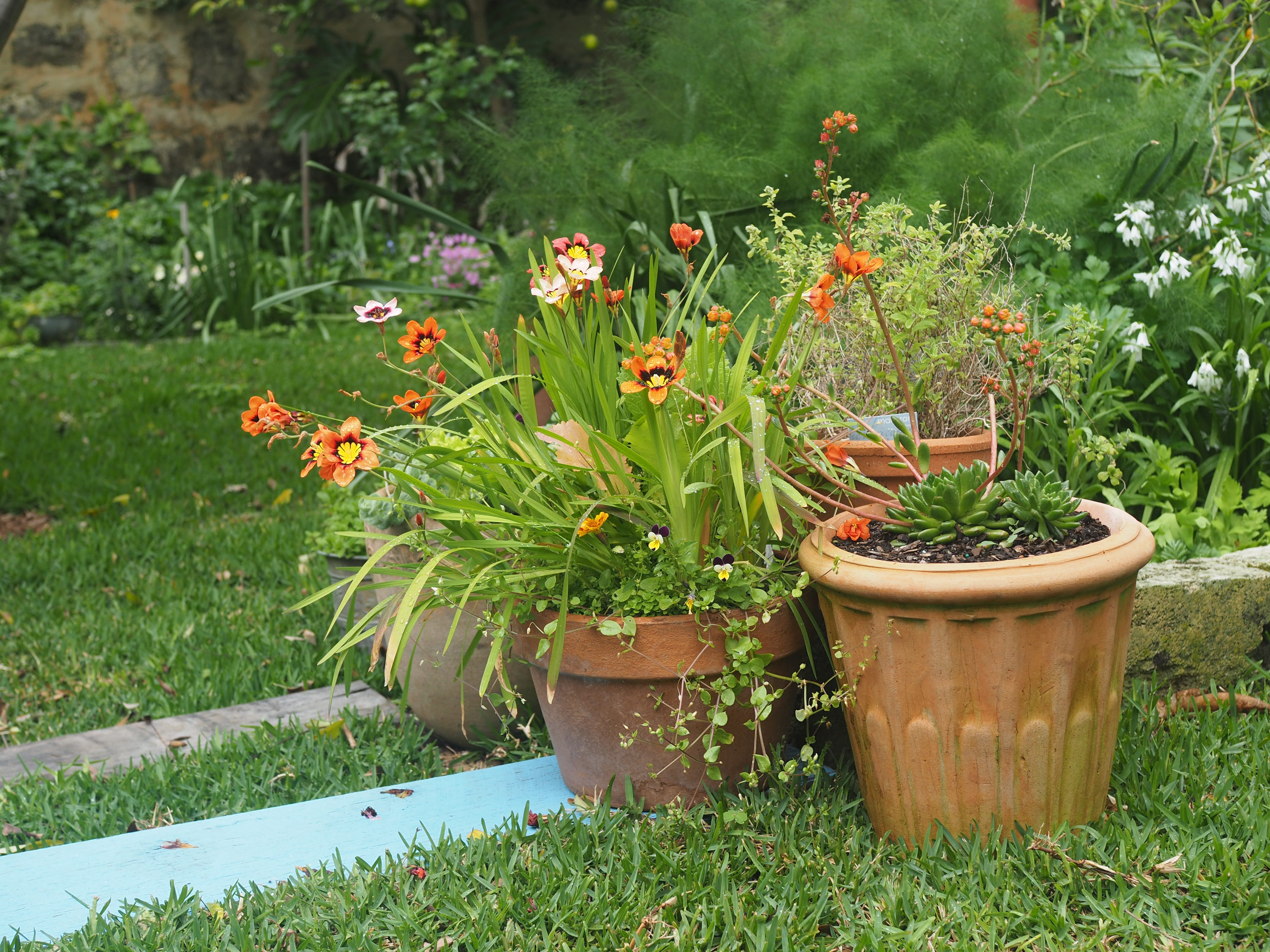 The most difficult plants I've never grown