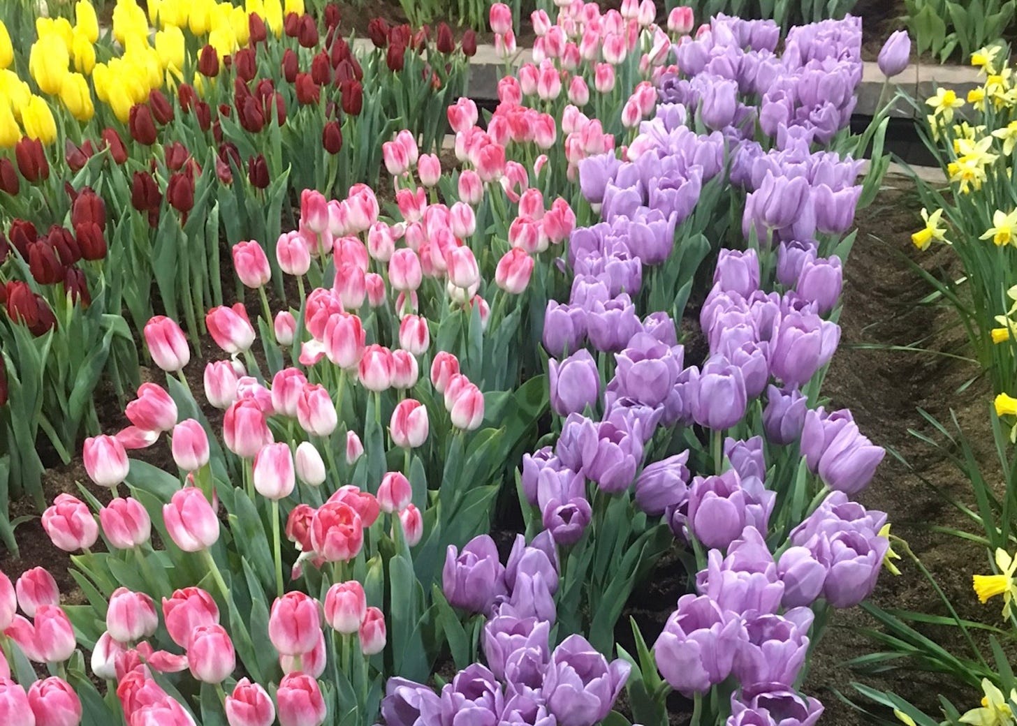 This Changes Everything! - by Mary Ann Rollano, RN