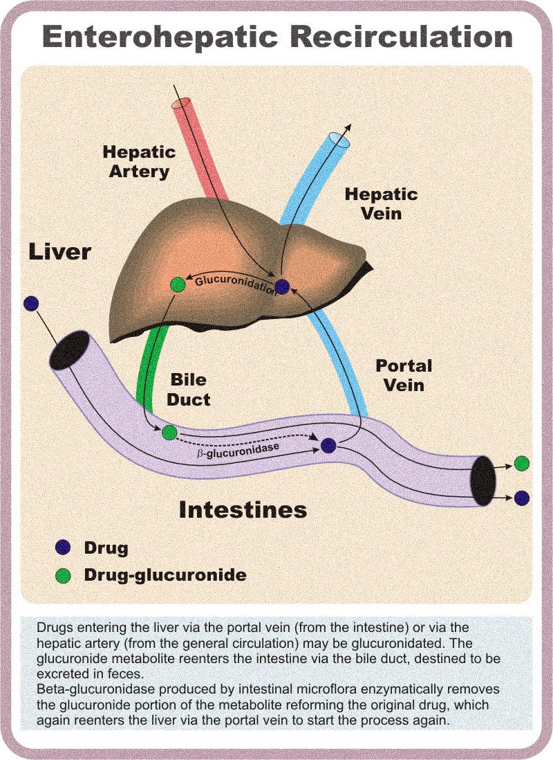 Enterohepatic Recirculation: Why Constipation is Dangerous to Your Health