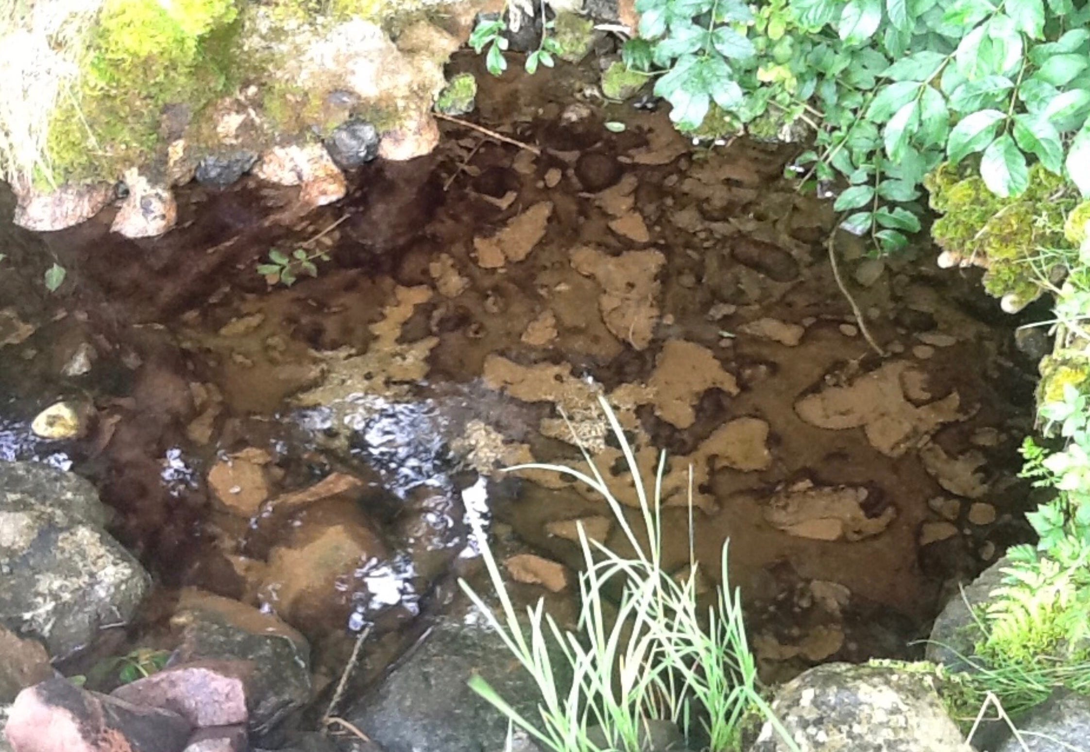 Discovering The Sidhe In Apple Trees? - by John Willmott