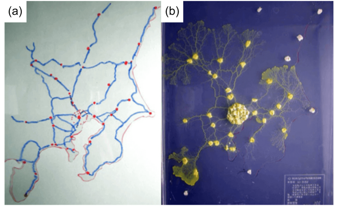 Brainless Genius: Slime Molds and the Tokyo Railway System