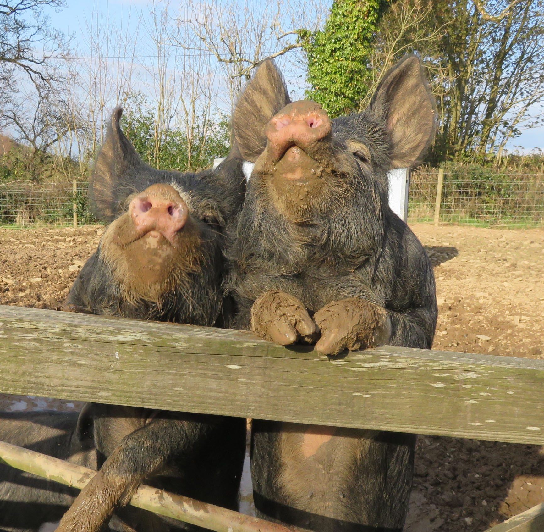 Debbie Kingsley | Substack