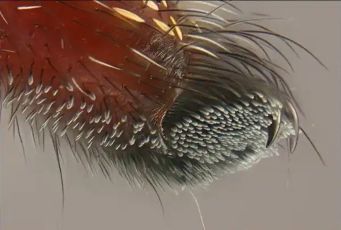 The Fascinating World of Insects - by Aditya Singh