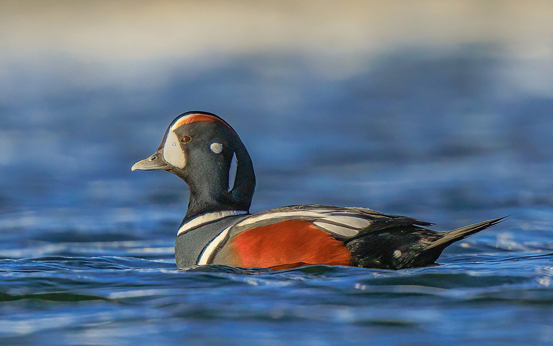 Tundra Harlequin Duck
