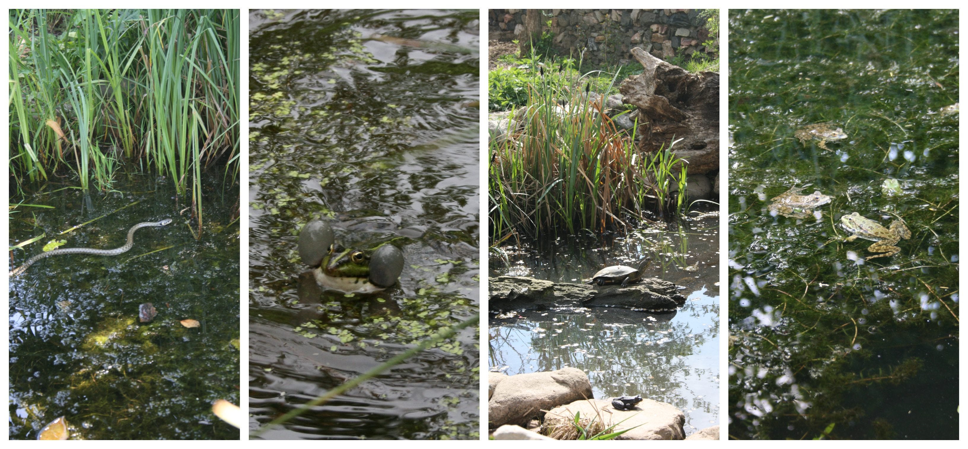 Balkan Ecology Project : Wildlife Pond Design, Planting and Management