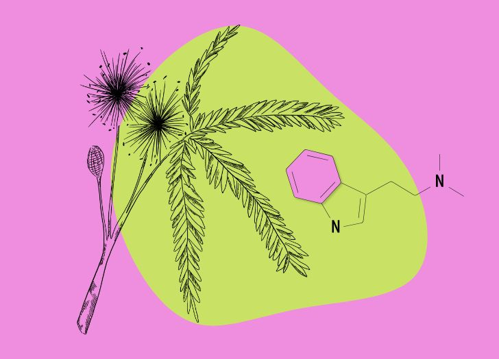 The Botanical World is Full of DMT 🌱