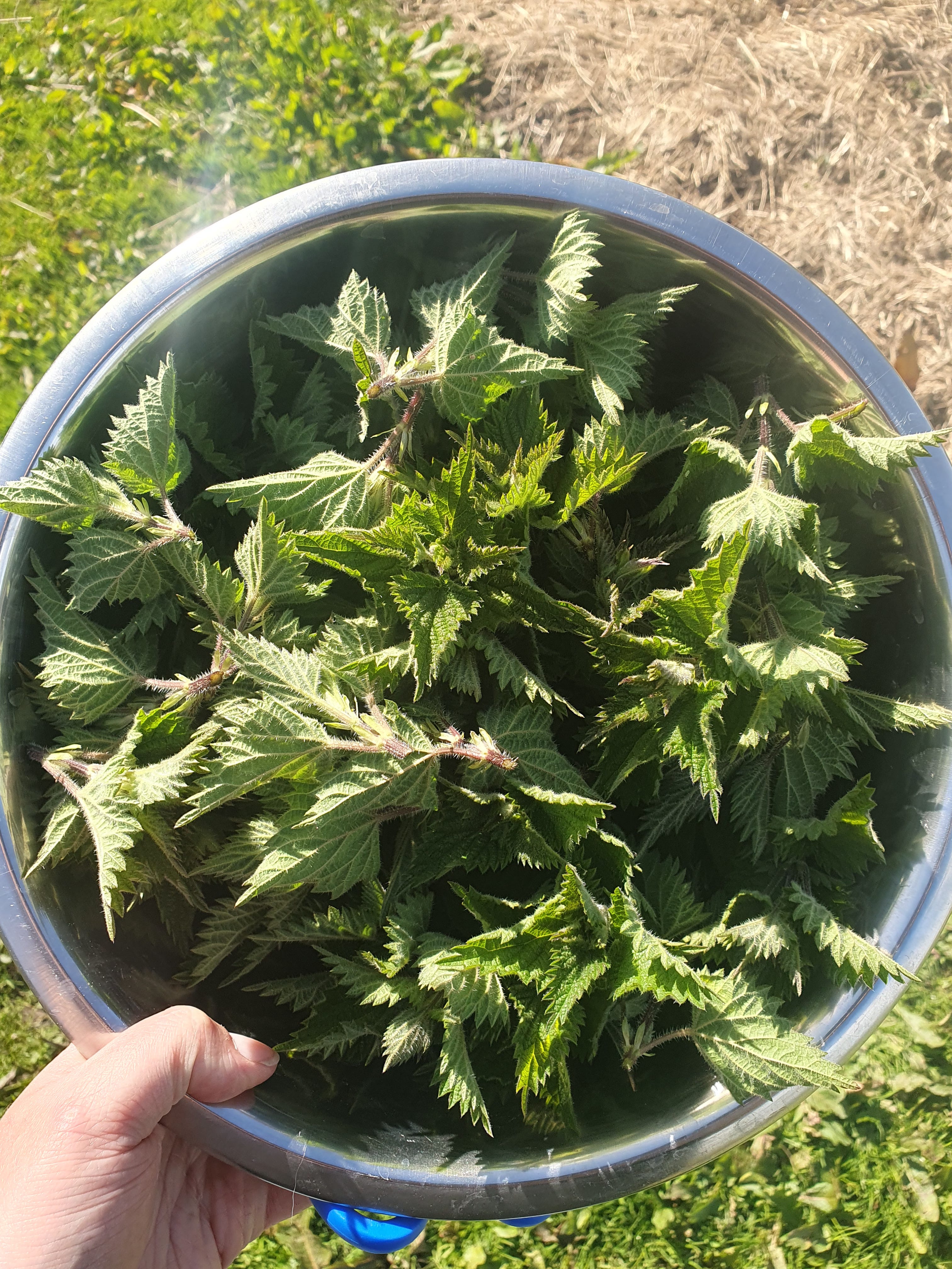 For the Love of Nettles - by Carters Stables Smallholding