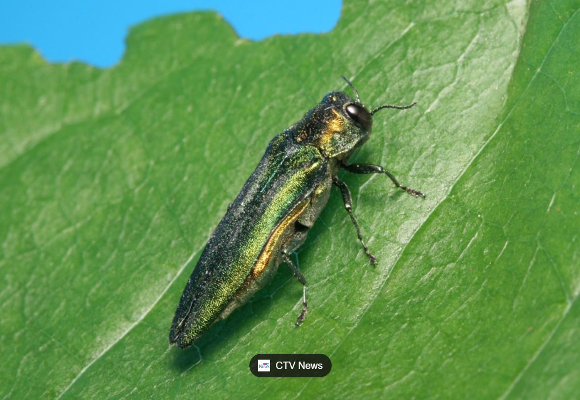 Entemological Warfare: Is it happening in Our Country Without us Being ...