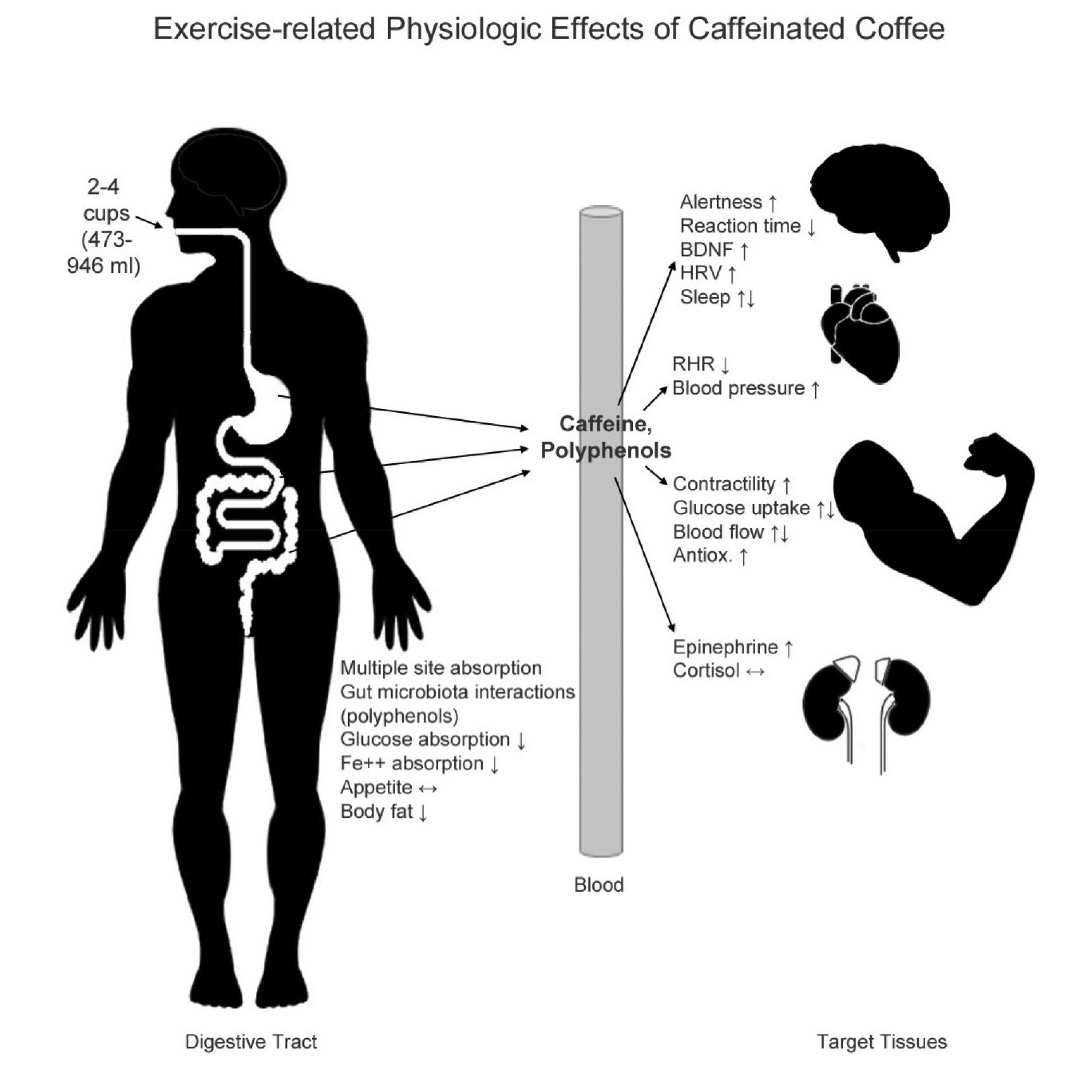 Coffee, Caffeine, and Exercise: a Brief History and Genetic Influences