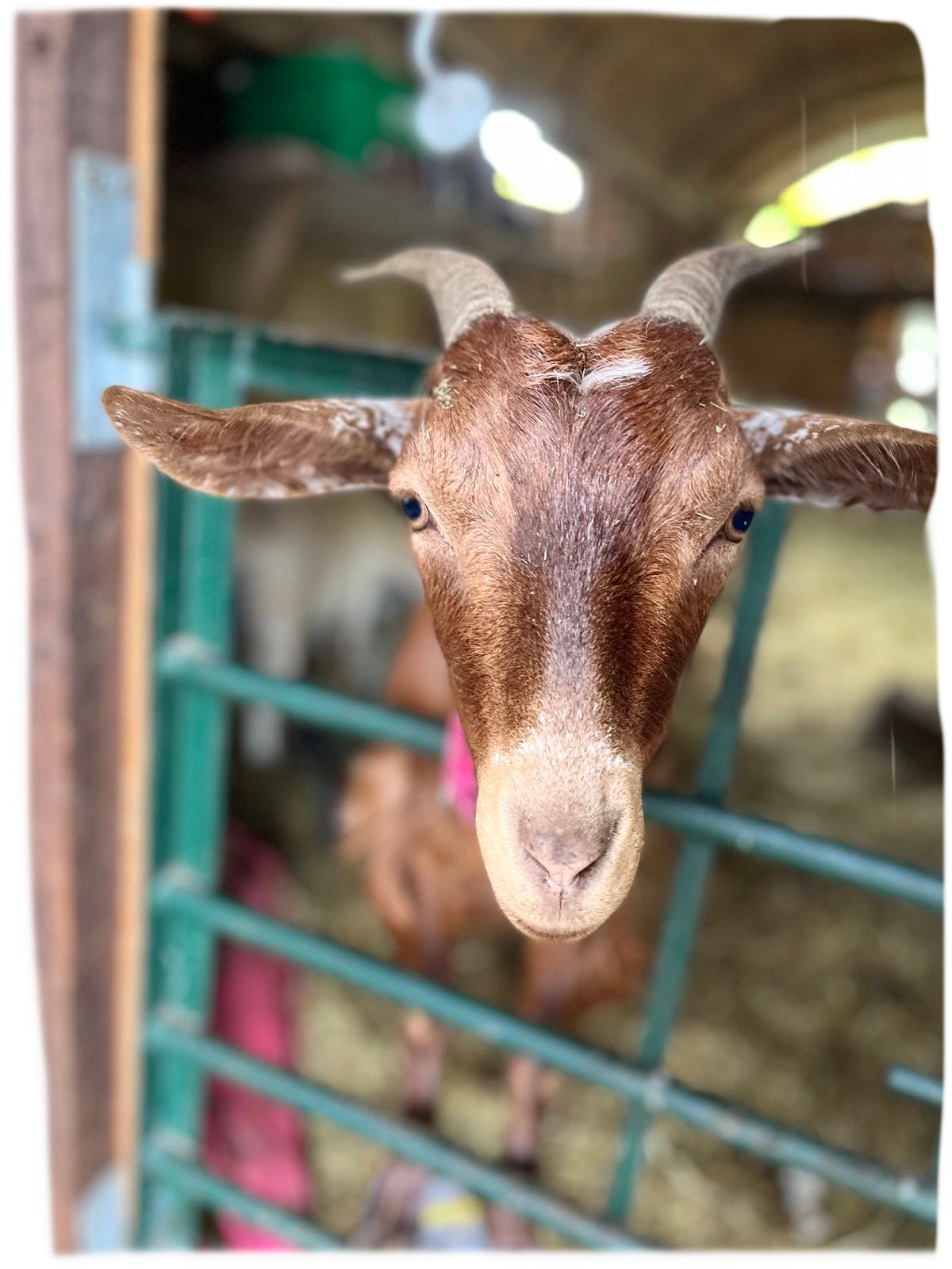 Walking With Goats: The Cuckoo’s Wings | winter oak