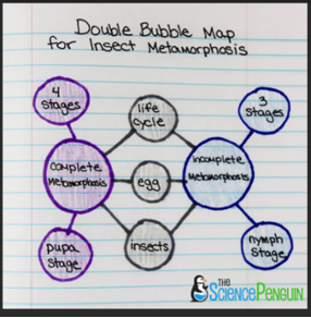 Using Thinking Maps with Multilingual Learners • Buttondown