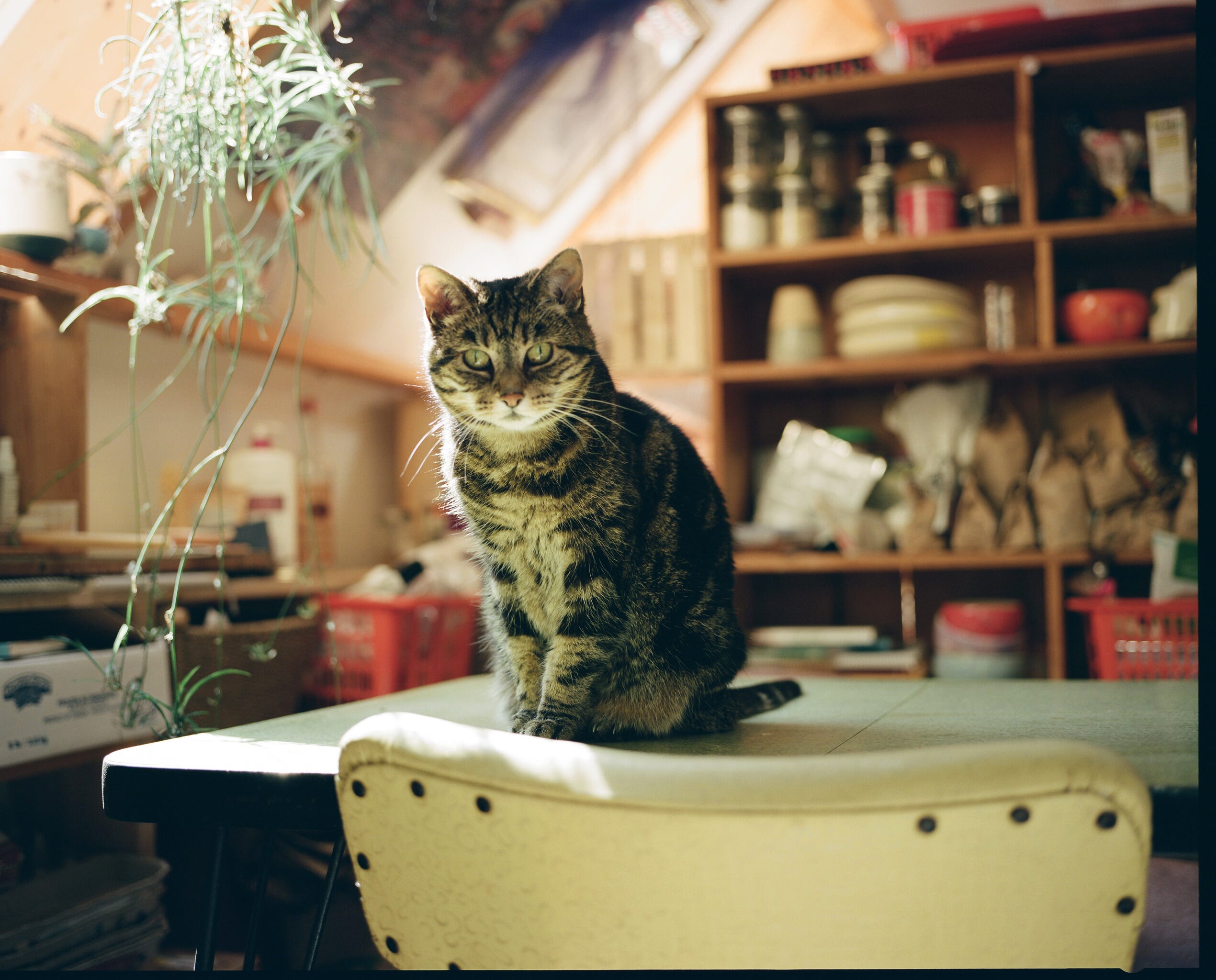 How to Make a Living as An Artist - Aunt Jackie