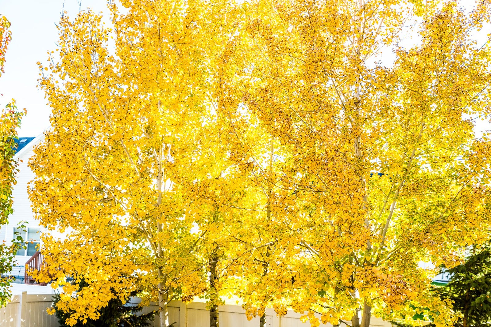 ALSSI Newsletter - At Last She Said It