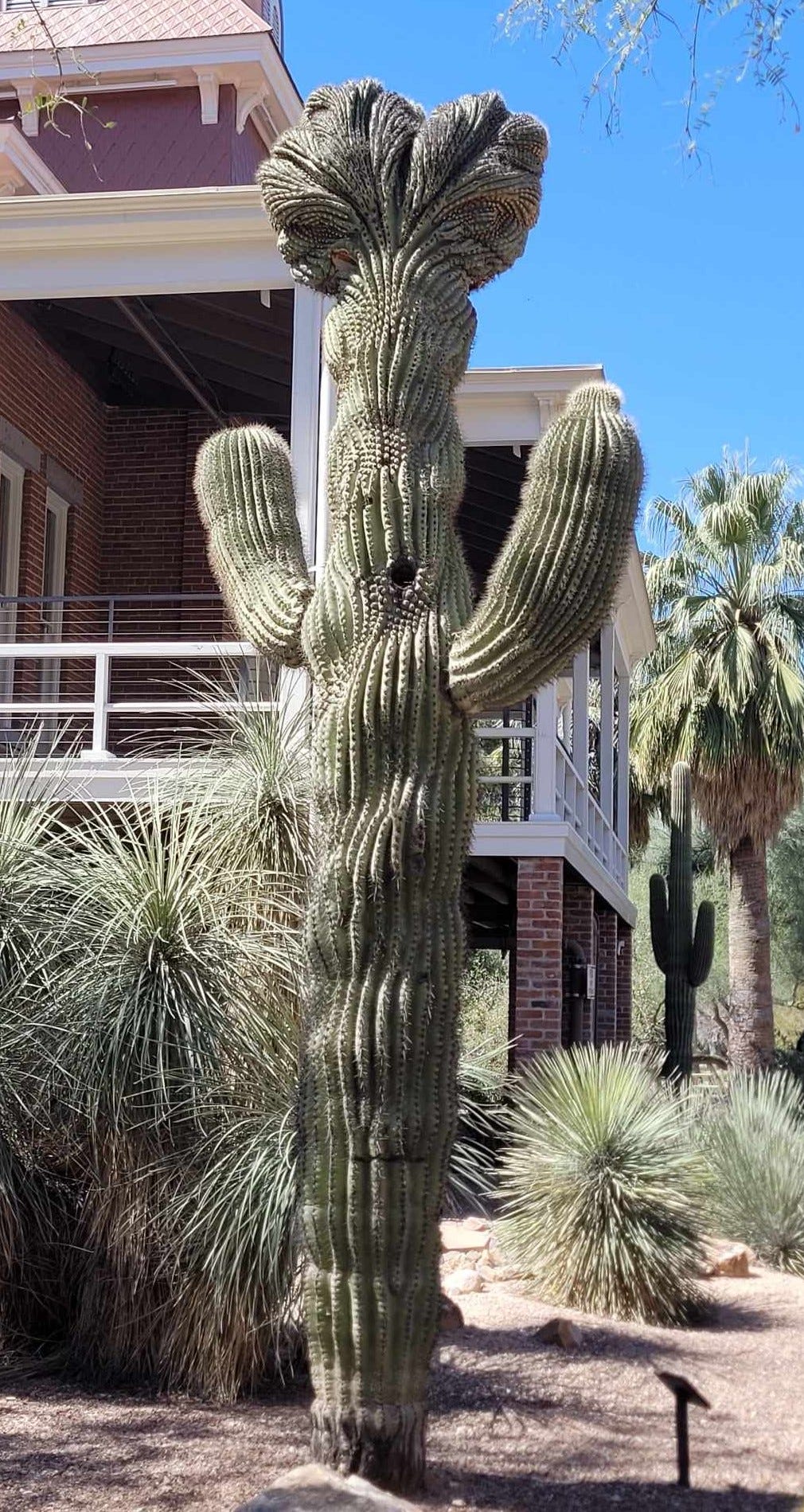Exceptional Saguaros - by Jan Spell