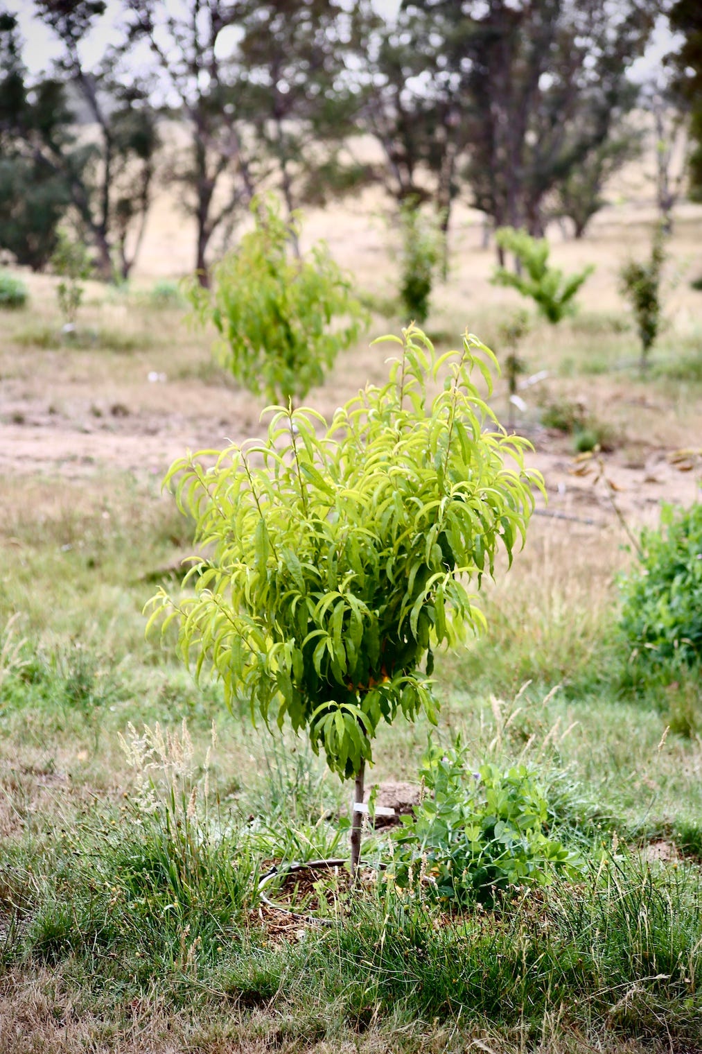 The Orchard Guide - The Garden at Moorfield