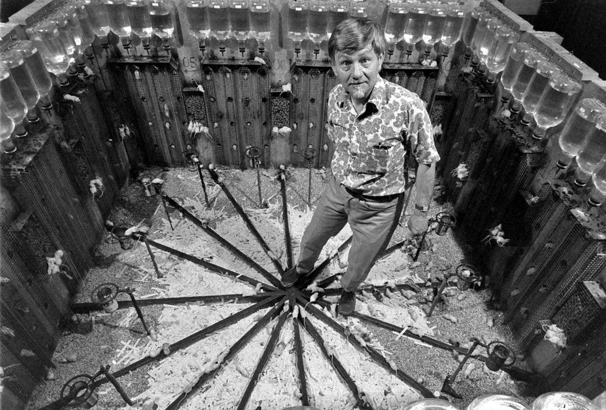 Universe 25: The Heaven for Mice that turned into Hell