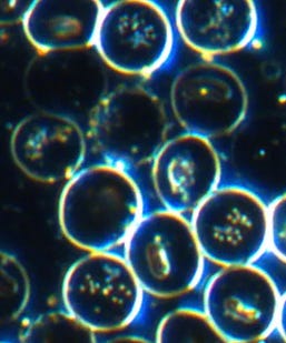 Altered blood cells, notes from study. - Karl.C’s Substack