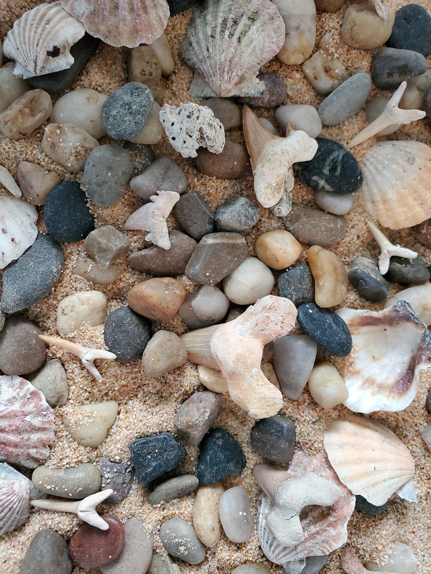 Shark teeth - by Shetan Noir - Shetan’s Substack