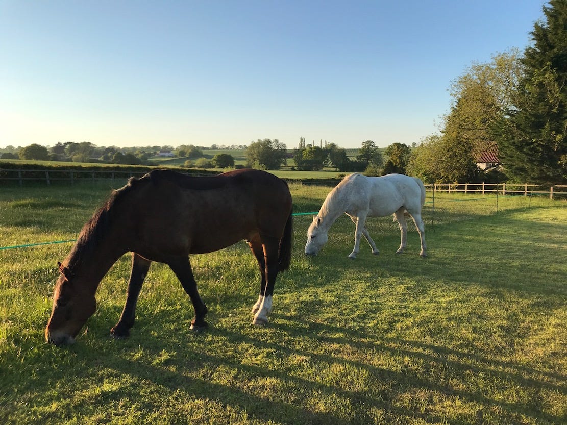 Strip grazing delivers a steadier supply of nutrients than free grazing
