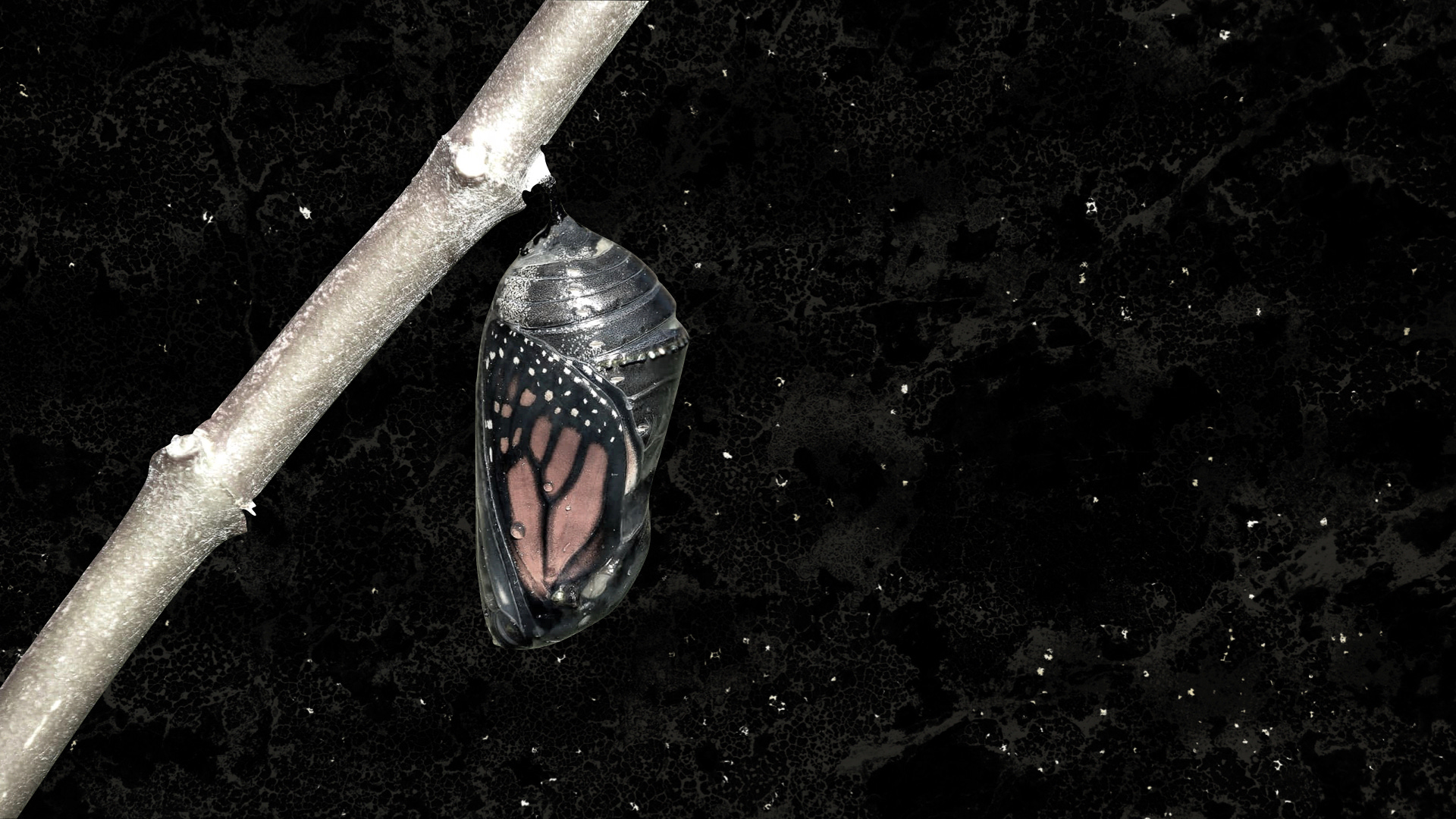 Celebrating five years, and preparing a chrysalis