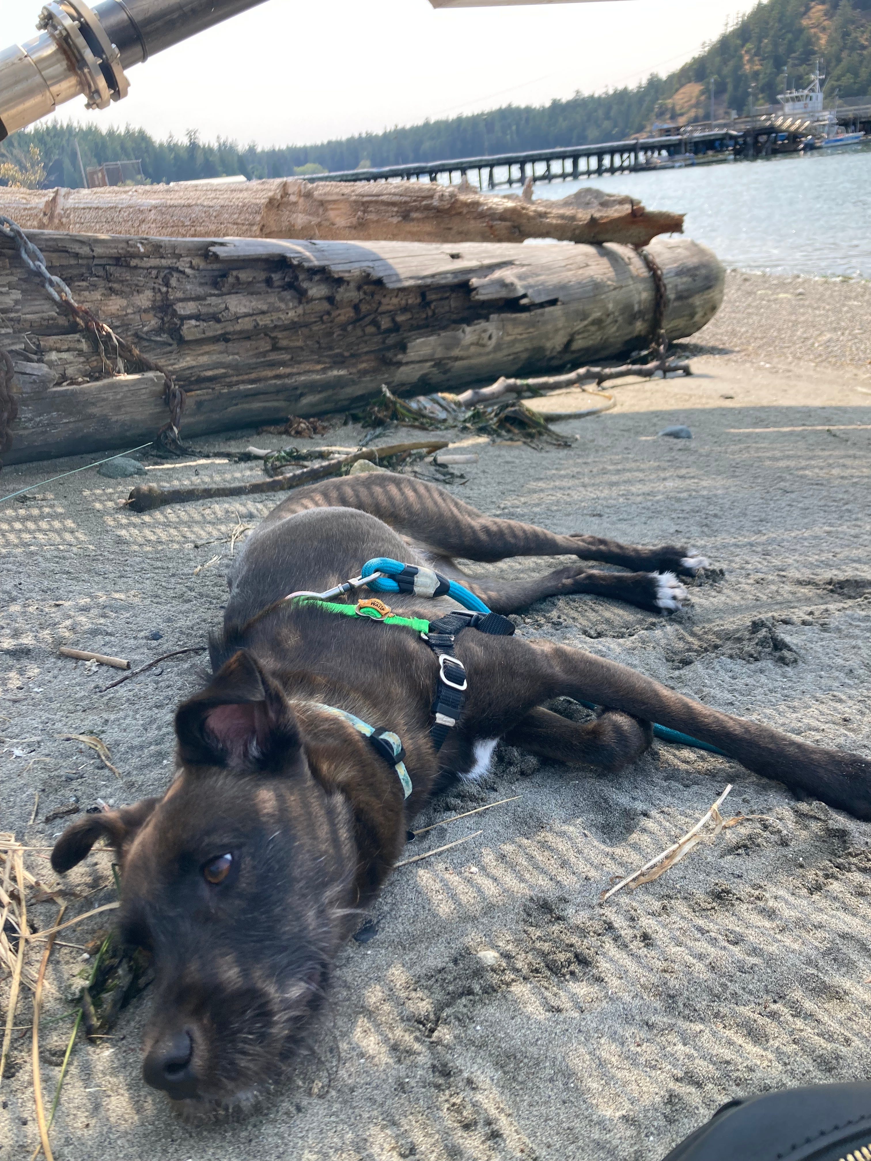 Plastic recycling is a scam - by Arielle Samuelson - HEATED