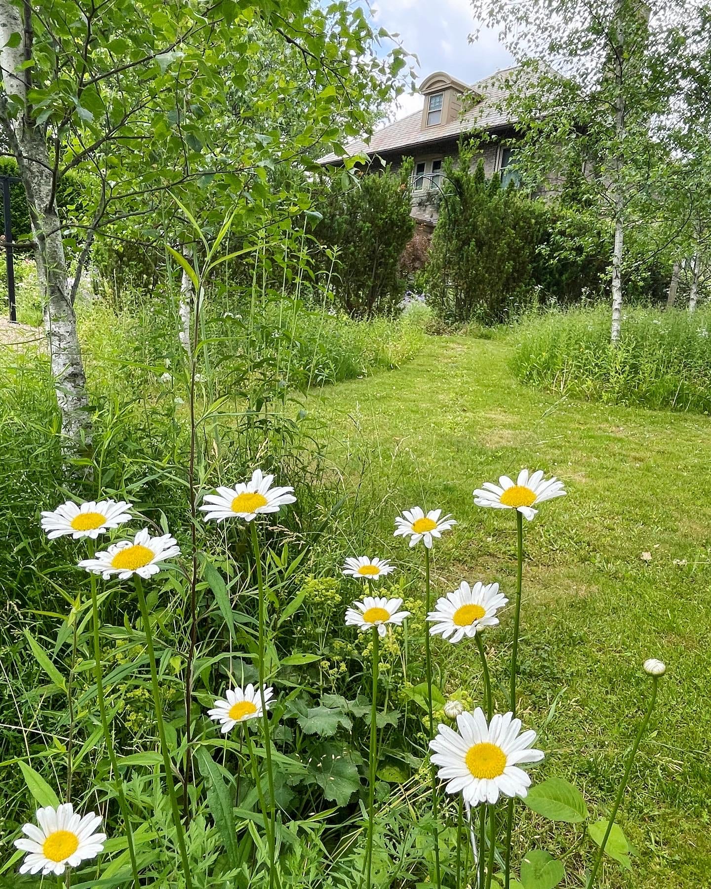 The Birch Walk - Julie Witmer Gardens Newsletter