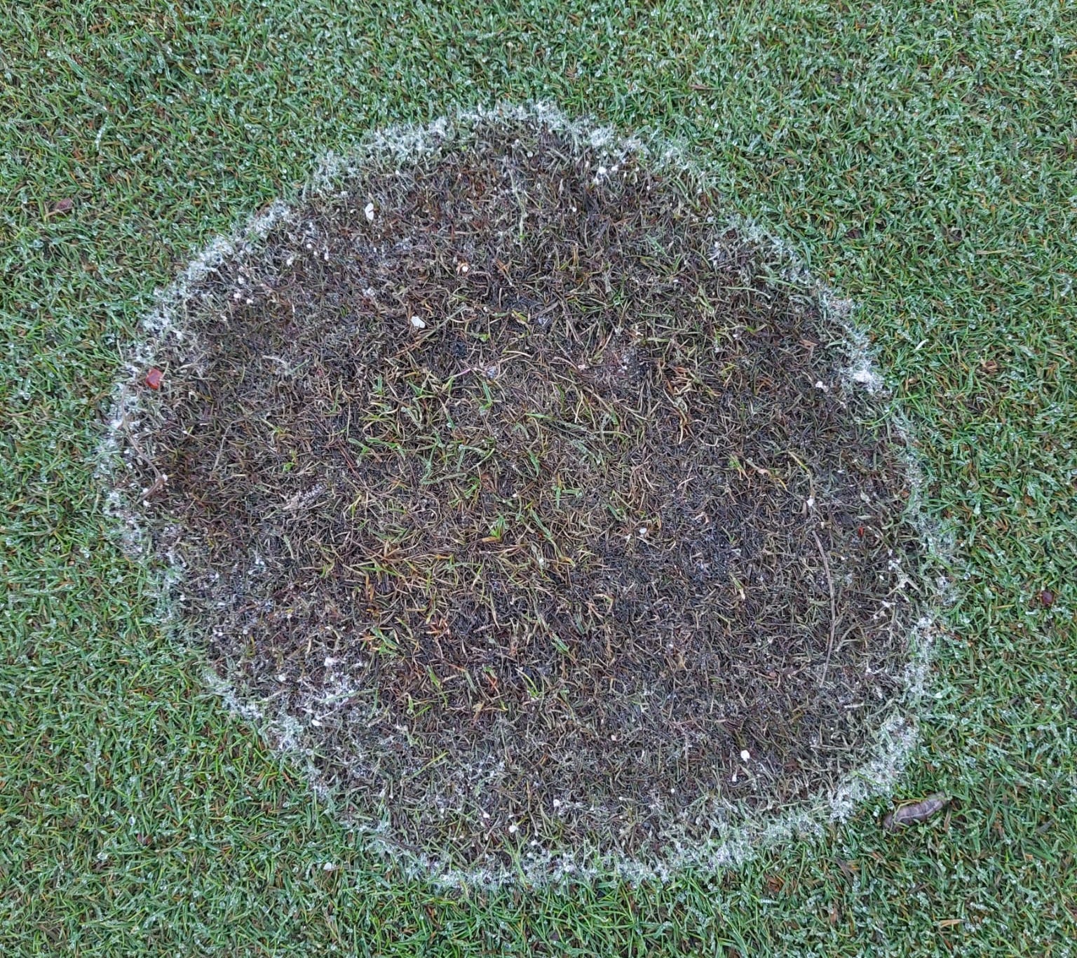 Understanding Disease Management on Golf Greens: Learning from Nature