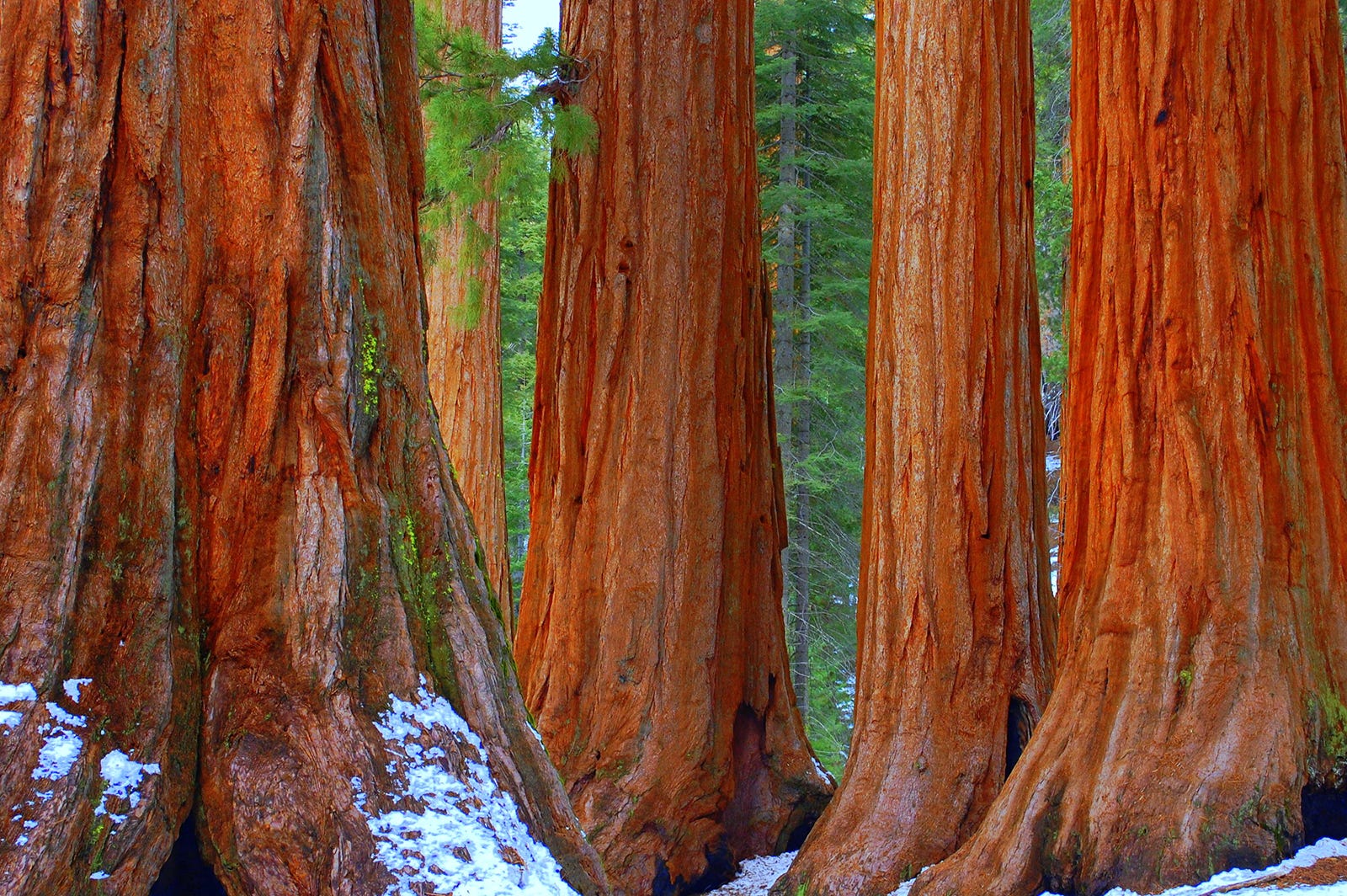 TREES - by Cheryl Dalsanders