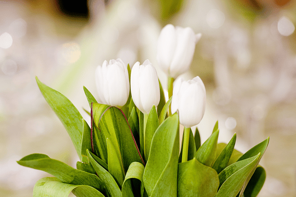 Issue #013: Easter and the Spring Equinox - by Hooked Inc.