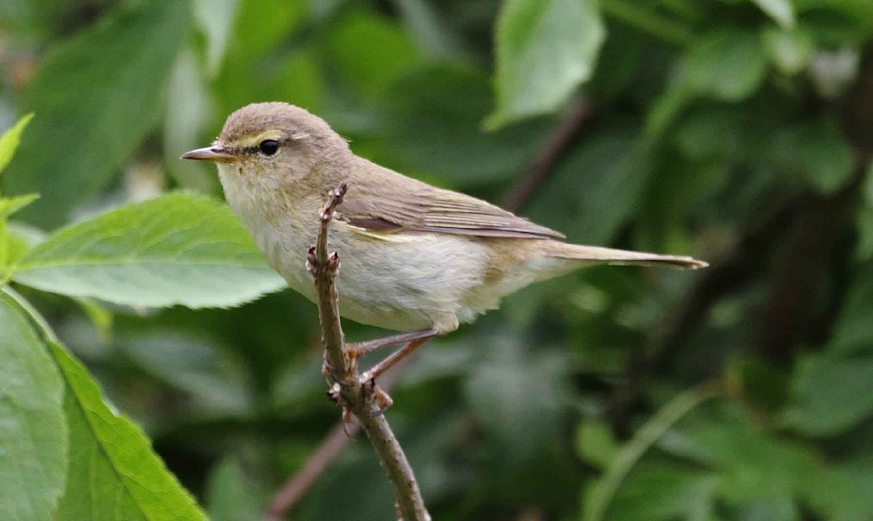 What To Look For In March - by David Bocking