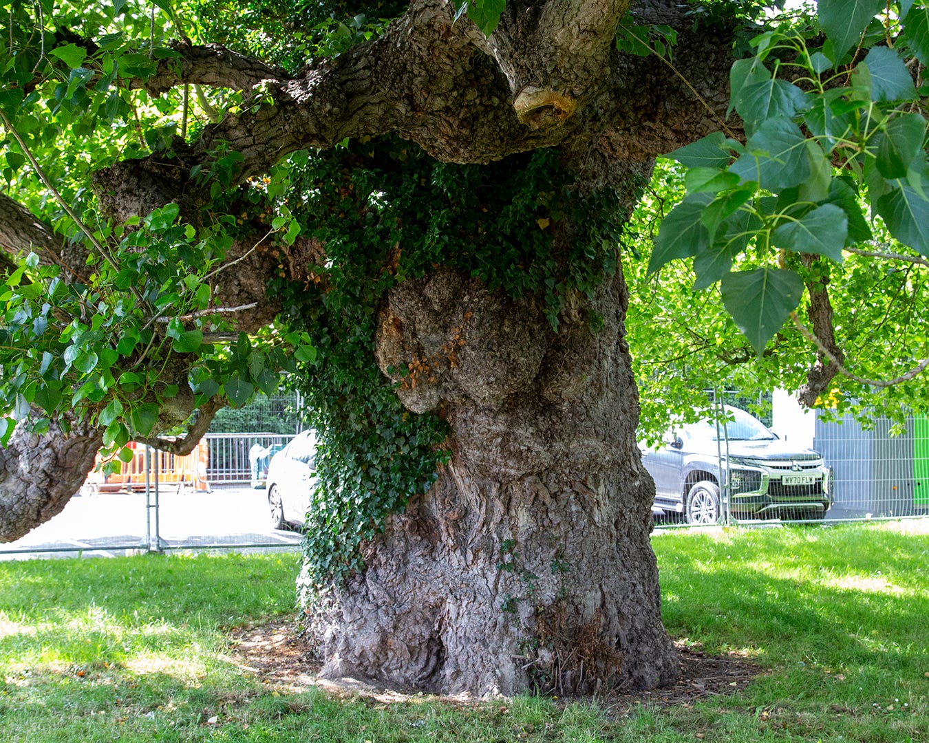 6. Newtown Black Poplar - by Paul Wood - The Street Tree