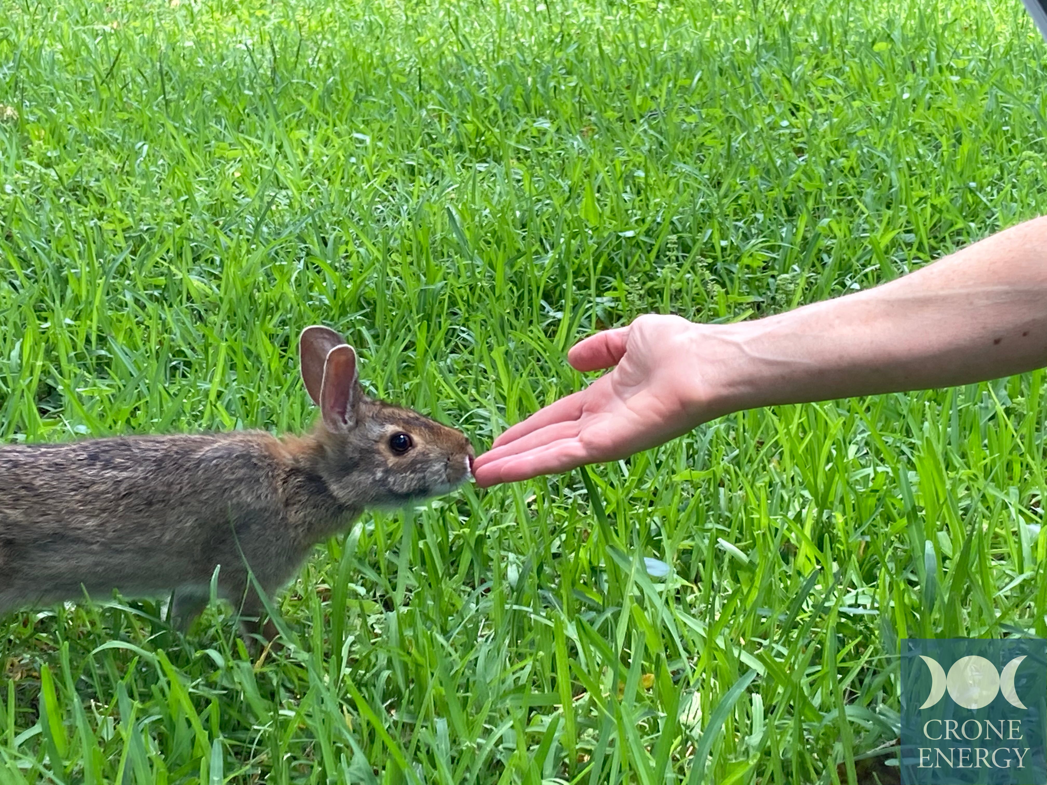 Charlie the Rabbit's Backyard Visit