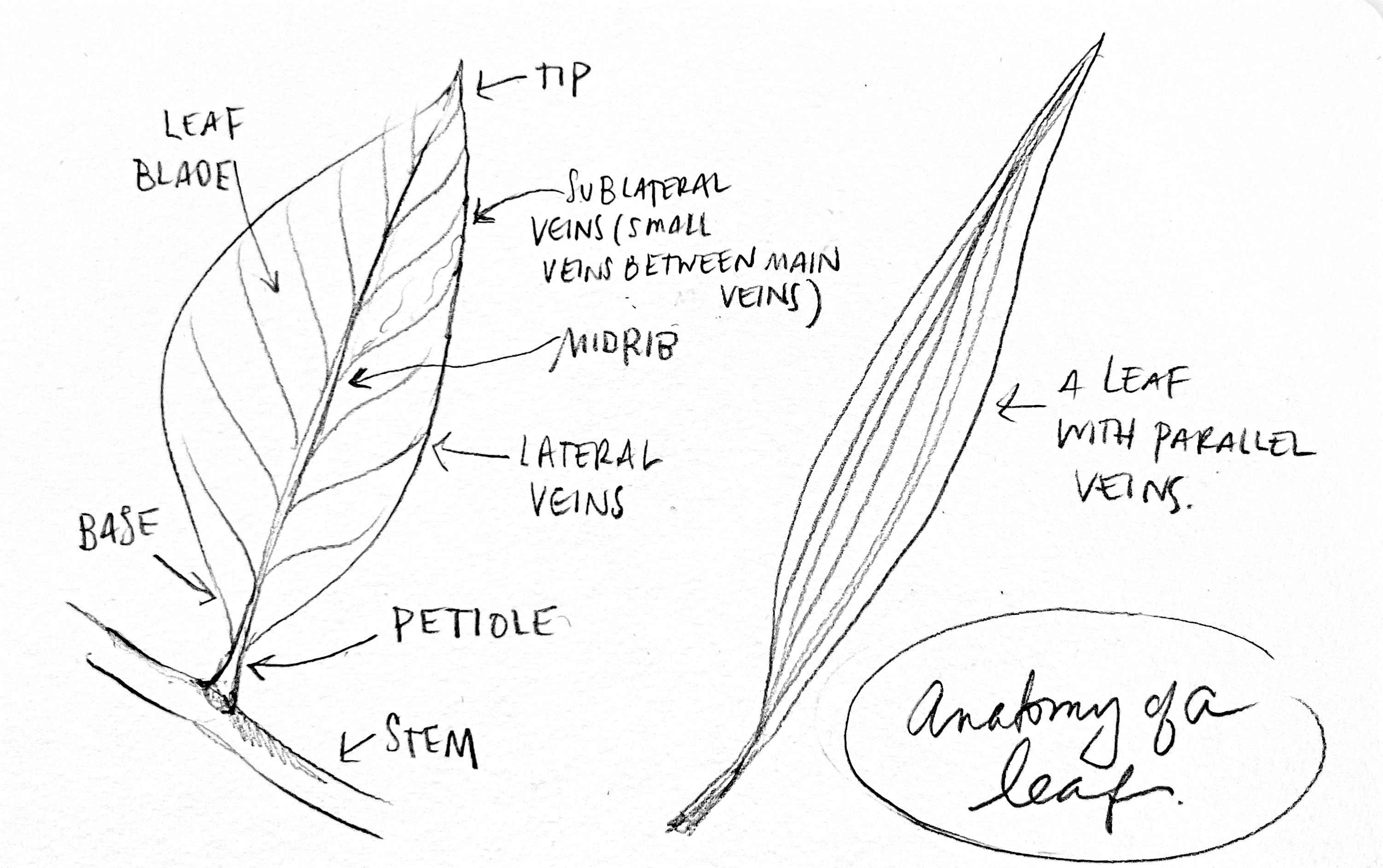 Prompt No. 19: Leaves and More Leaves
