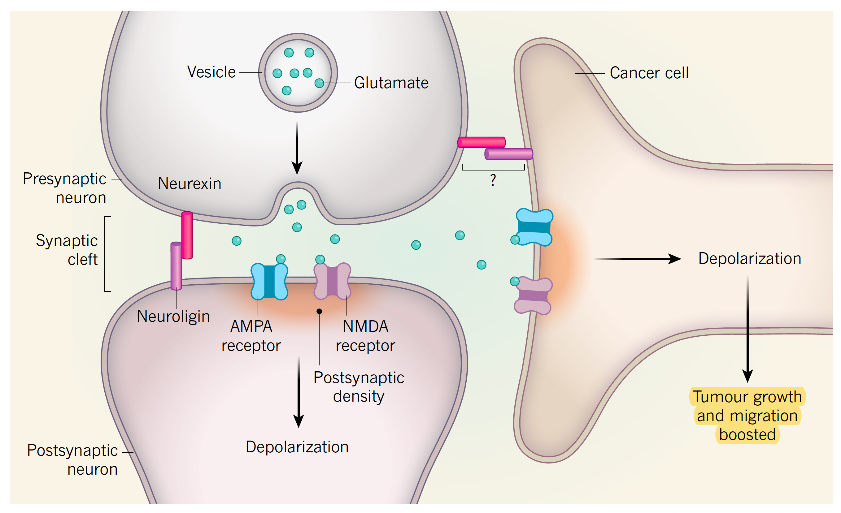 When thinking or talking promotes tumor growth