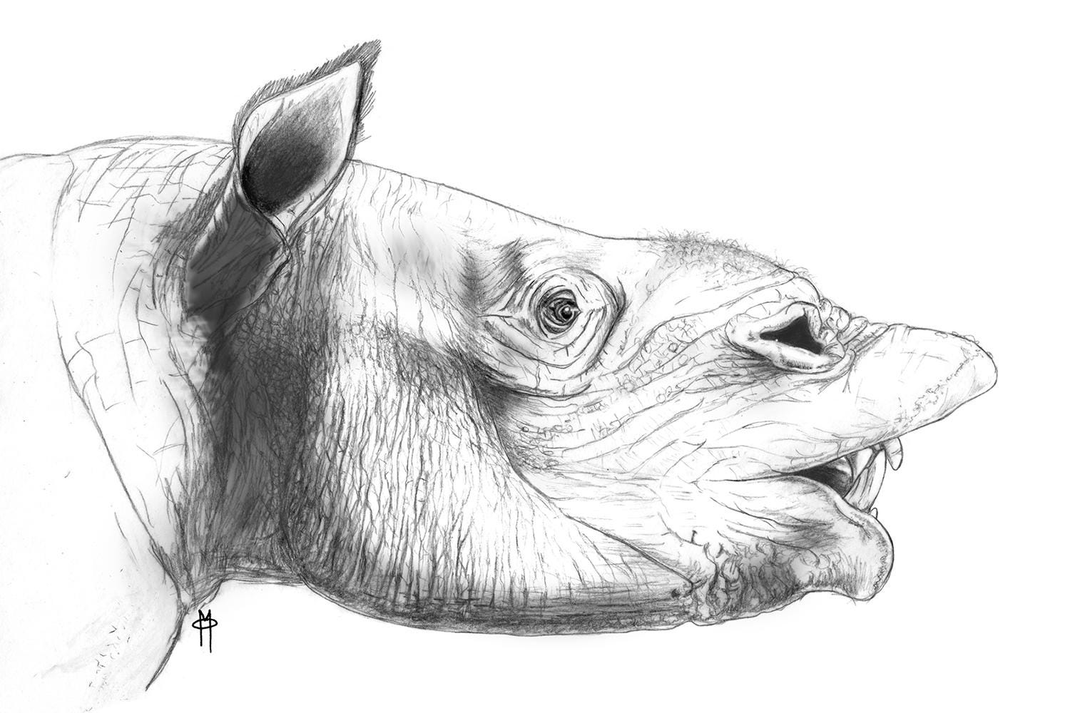 The Other lost world - The Lanius Shrubstack