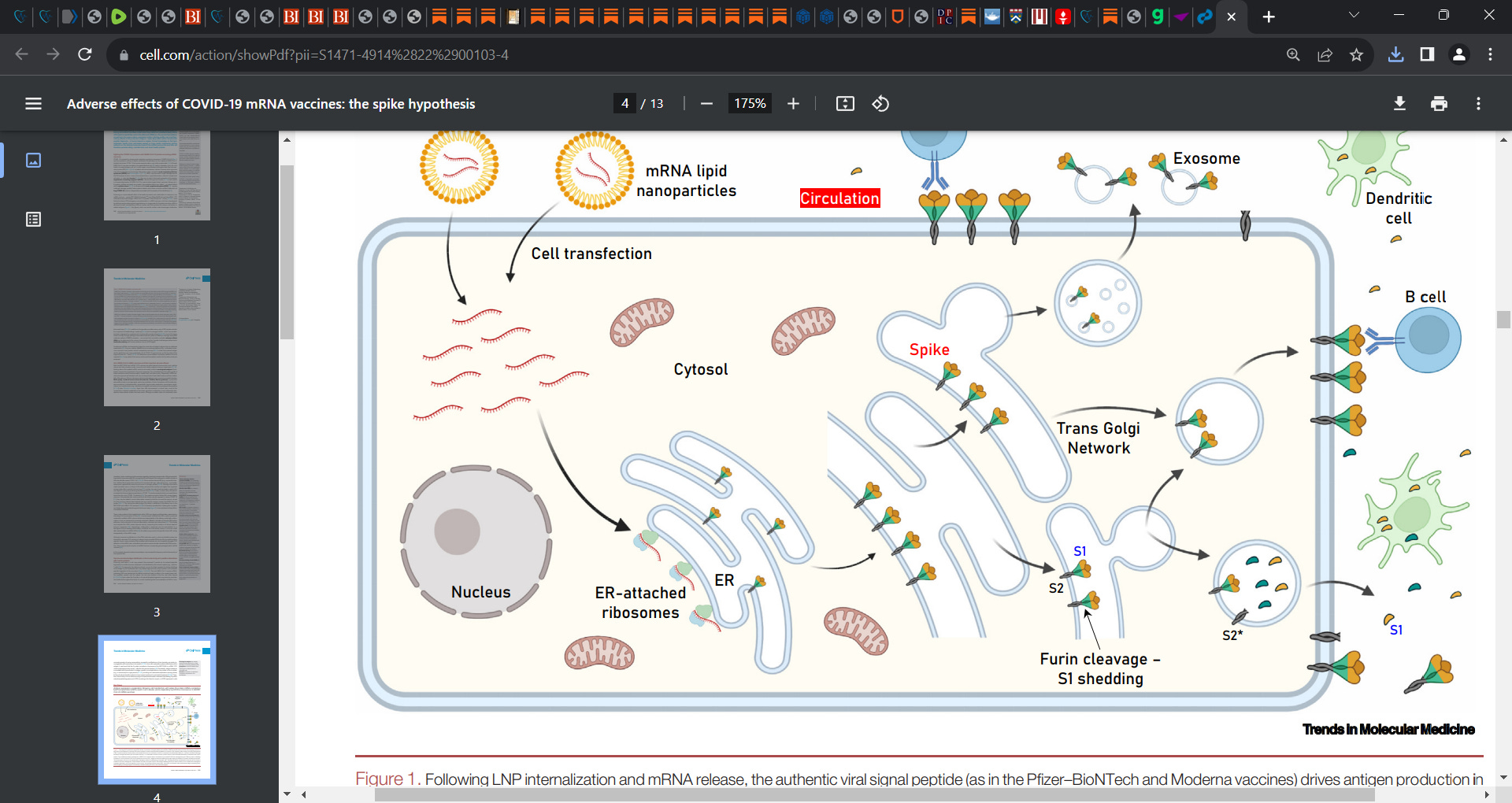 Trougakos et al. schematic (on the mRNA technology spike protein ...