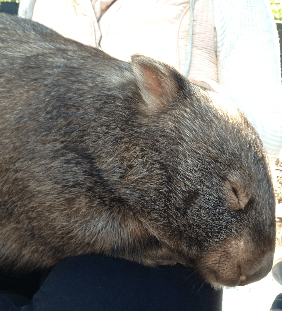 Wombats love squishmallows, too - by Jennifer Sandlin