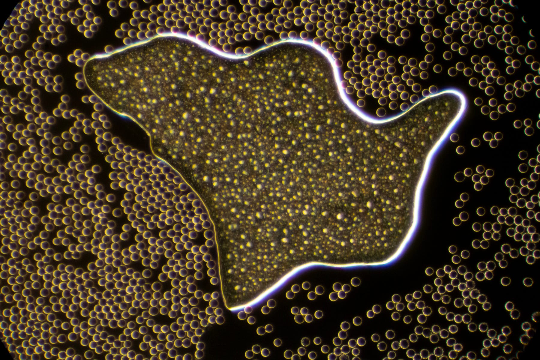 The Usual Suspects: A Field Guide to Common Nanos under the Microscope