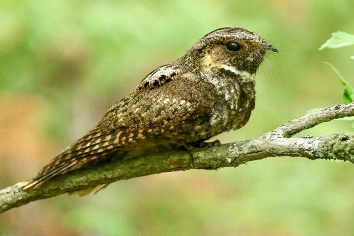 Ahhhh…the Whippoorwill is Back! - by Ginny McKinney
