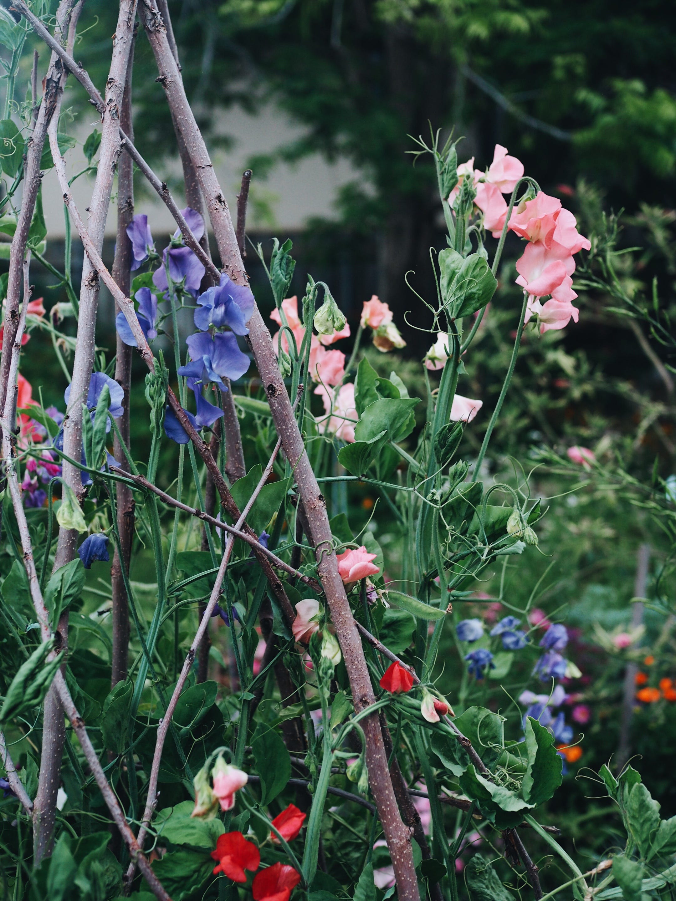 How to garden with your nose - by Casey Lister - lofi life