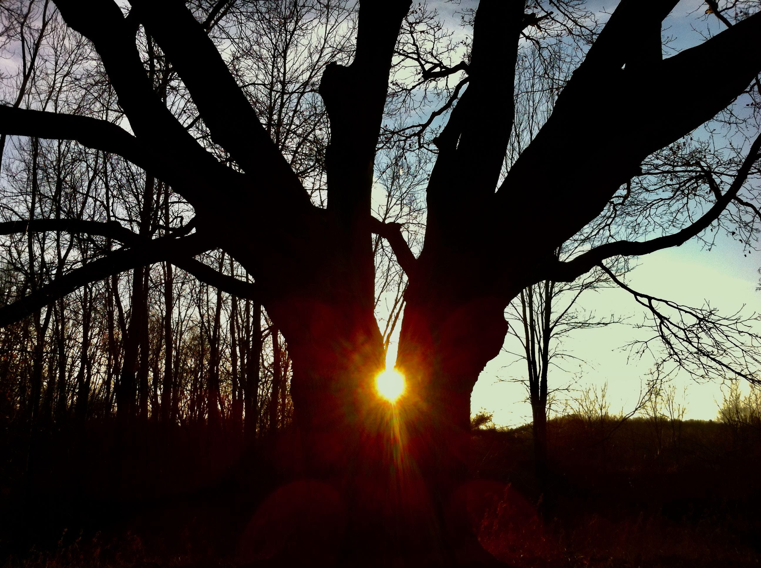 Love, Grief and the "Unseeable Animal"